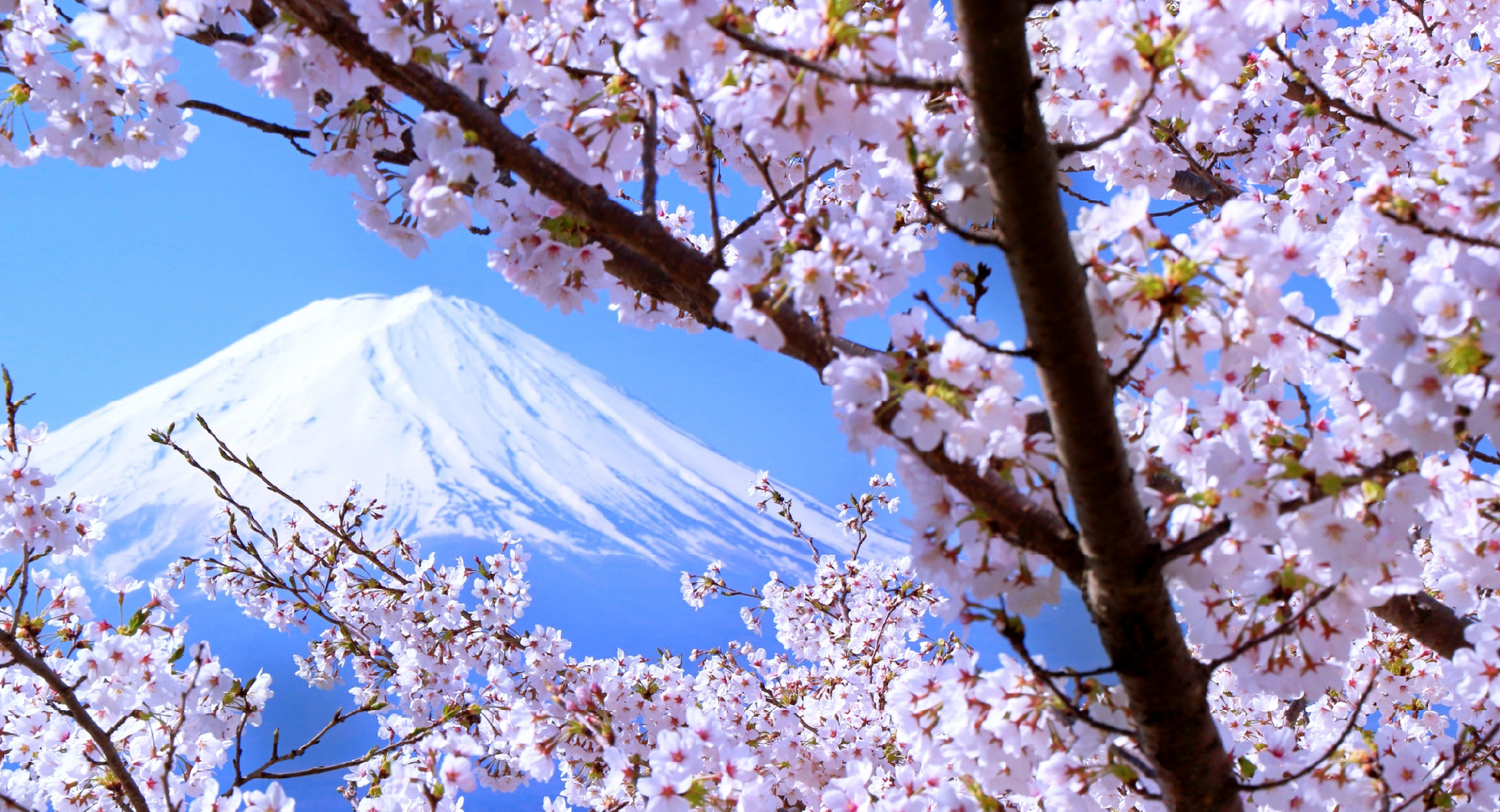 Japan Knowledge - IKKI - Japanese Sake Media