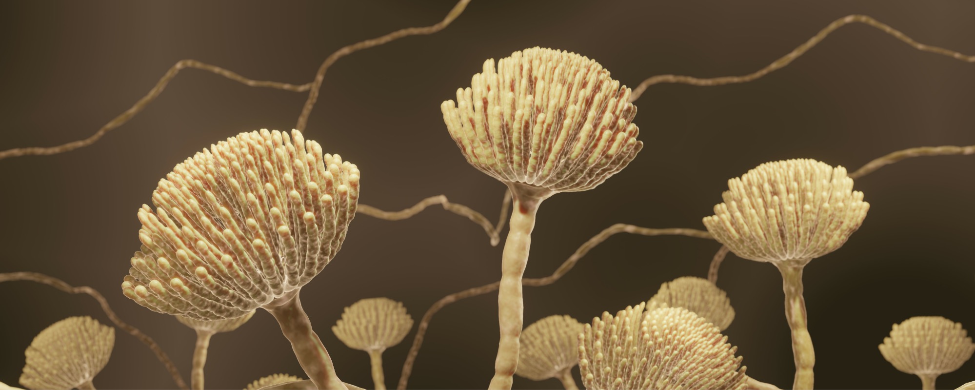 Koji: its variation and their differences in flavours - IKKI - Japanese ...